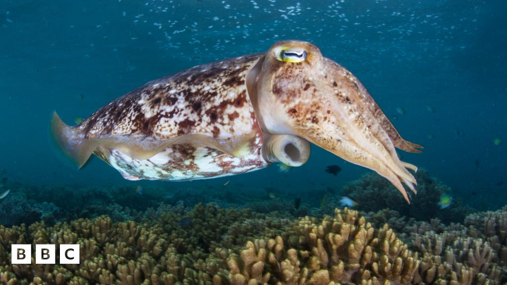 Experiment reveals cuttlefish have a 'sophisticated brain' - BBC Newsround