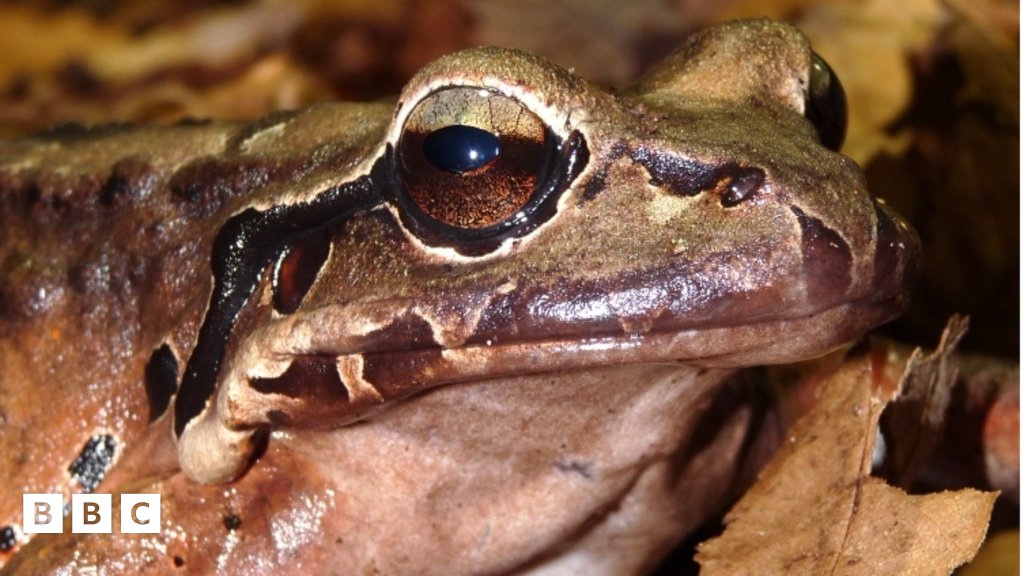 Mountain chicken frogs at risk of extinction, charity warns - BBC Newsround
