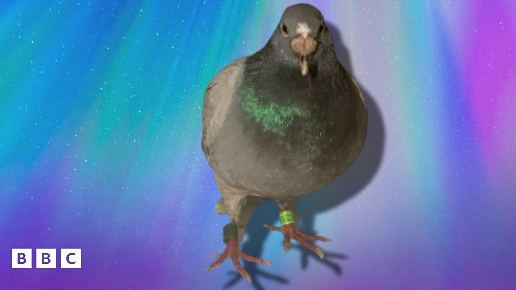 Meet Bob: The homing-pigeon who flew 4000 miles from home - BBC Newsround