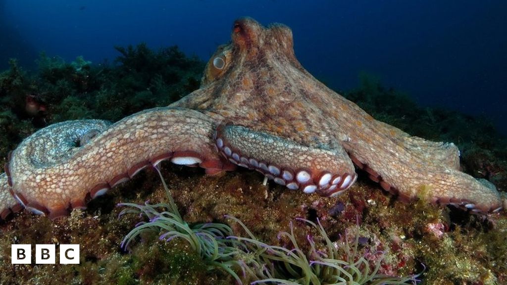 Octopus gloves at Virginia Tech help divers grip underwater - BBC Newsround