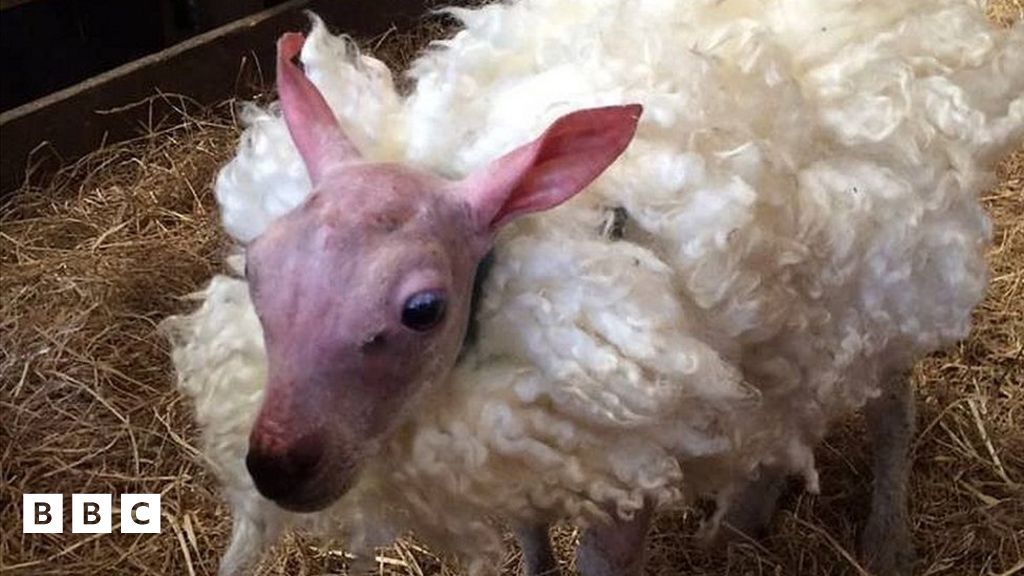 'Bald' lamb born with no wool given fluffy fleece - BBC Newsround