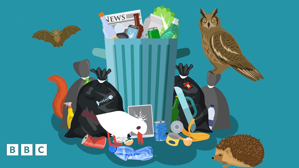 Play: Can you spot the litter and save the animals? - BBC Newsround