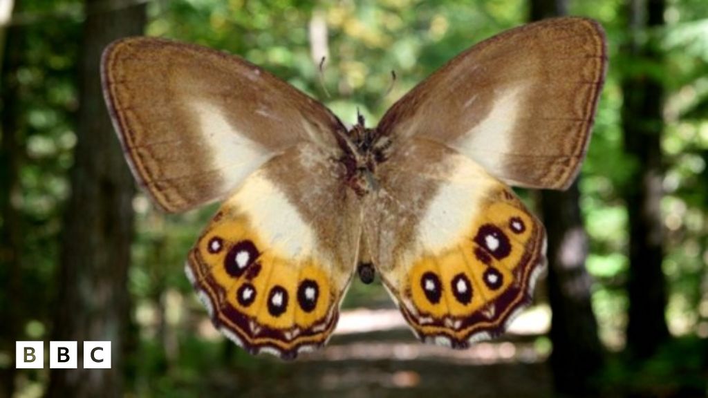Sauron: New butterfly species named after Lord of the Rings character ...