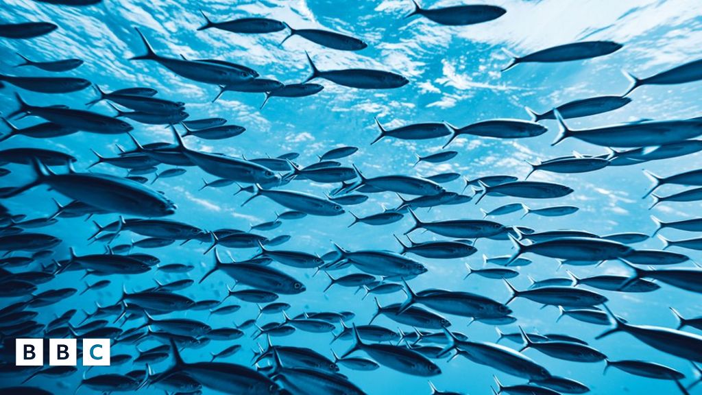 Global warming: Fish moving to colder waters to survive - BBC Newsround