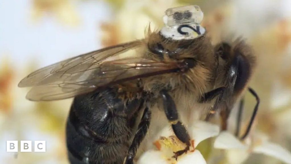 Bees: Check out these tiny backpack-wearing bees - BBC Newsround