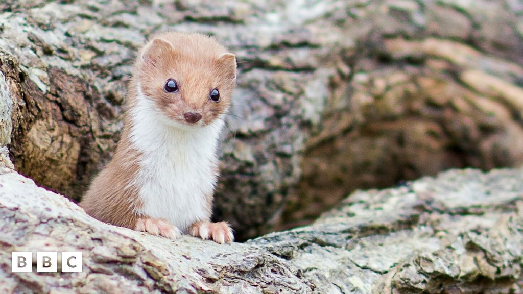 Weasels: Experts warn species could be at risk of extinction in UK ...