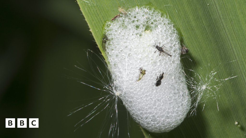 Cuckoo spit: The foamy white goo on your plants - BBC Newsround