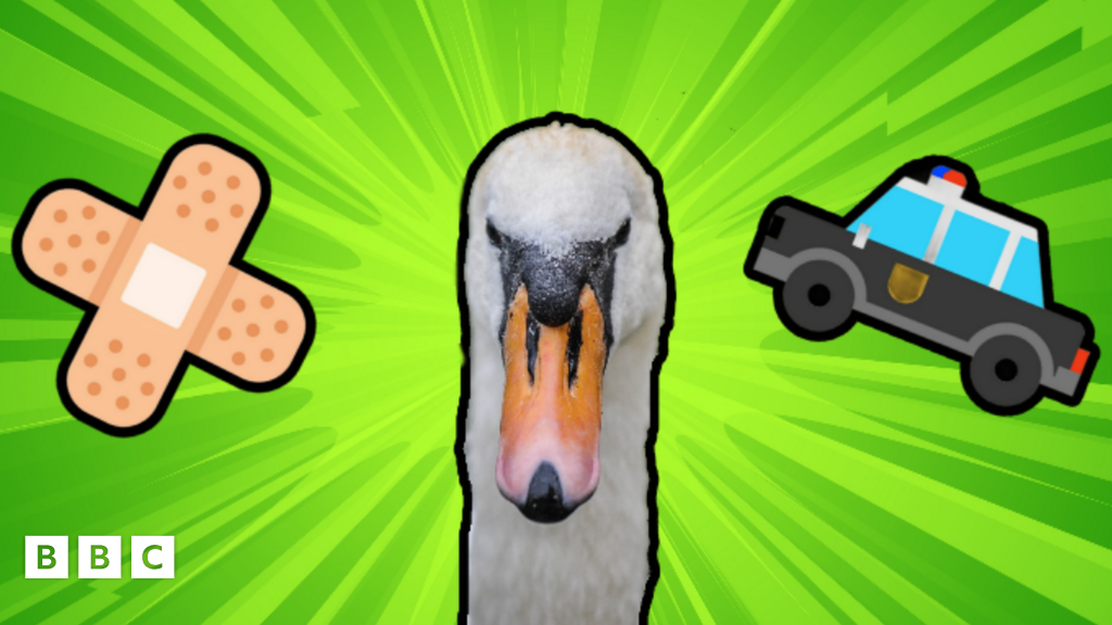 How a swan ended up in a police car in Plymouth - BBC Newsround