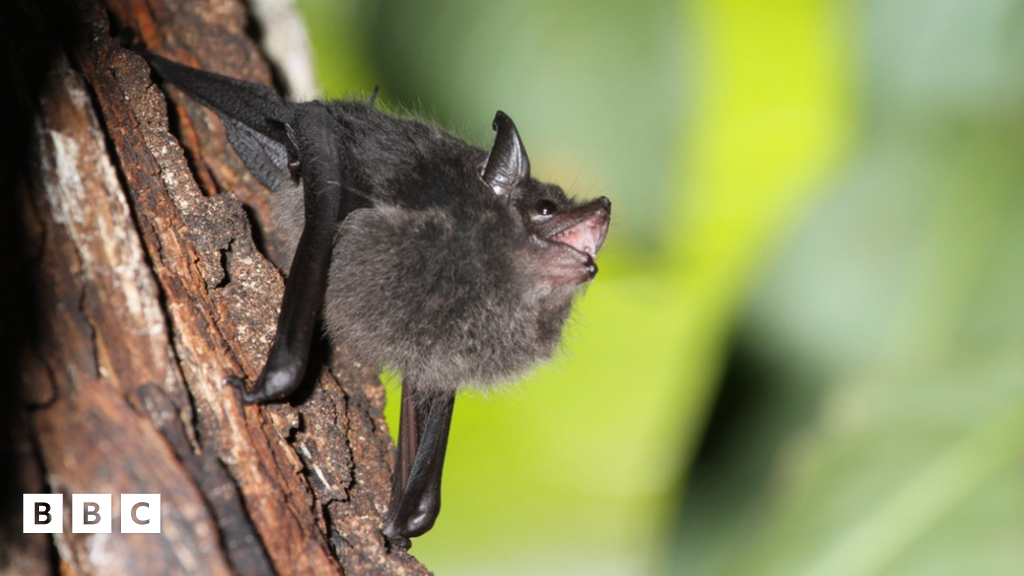 Wildlife: Baby bats babble like humans - BBC Newsround