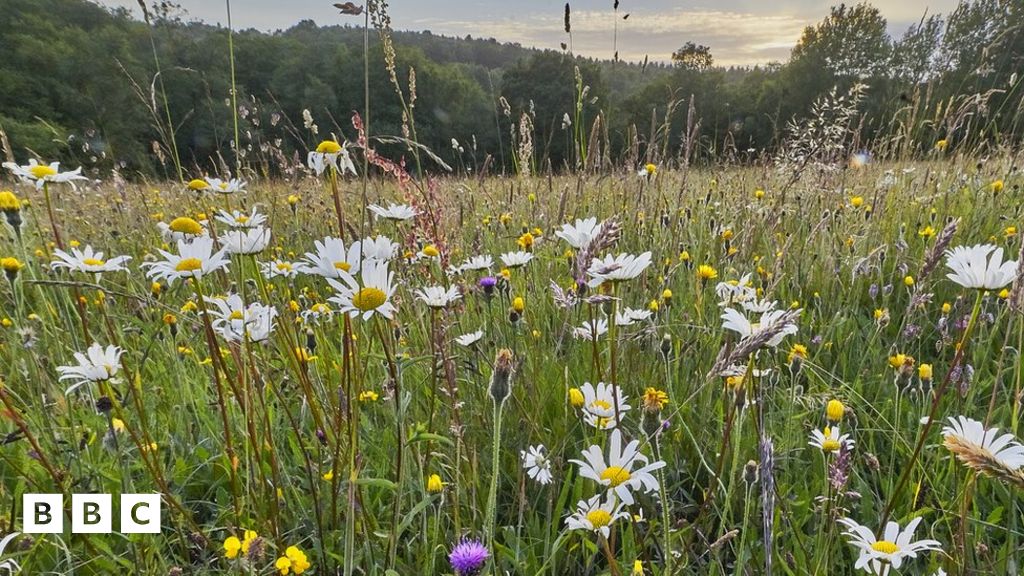 Biodiversity: UK is one of the world's most nature-depleted countries ...