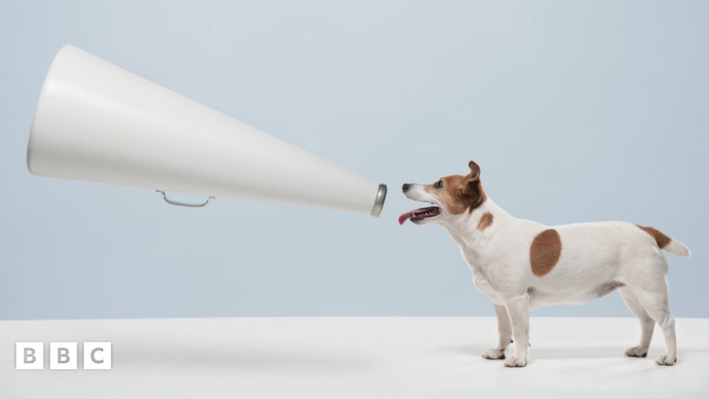 Talking animals: Pet pig is the latest to find his voice! - BBC Newsround