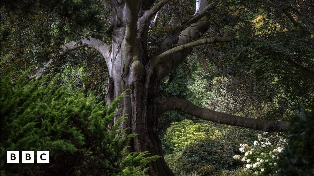 European Tree of the Year 2024: Beech tree in Poland wins - BBC Newsround