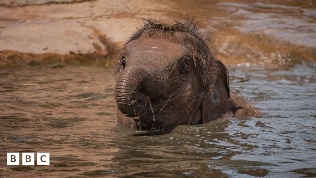 Elephant recovers from deadly virus after new treatment - BBC Newsround