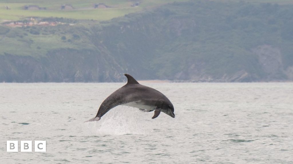 National Whale and Dolphin watch breaks records - BBC Newsround