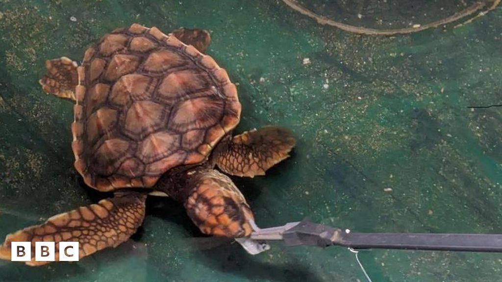 Cornwall: Stranded loggerhead sea turtles rescued in Cornwall - BBC ...