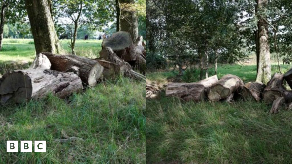 Eisteddfod 2023: Creu Cadair o goed ddisgynnodd mewn storm - BBC Cymru Fyw