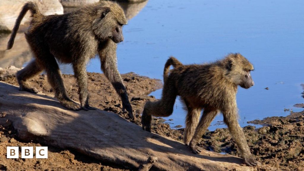 Wildlife: Baboons can quickly switch from four feet to two, say ...