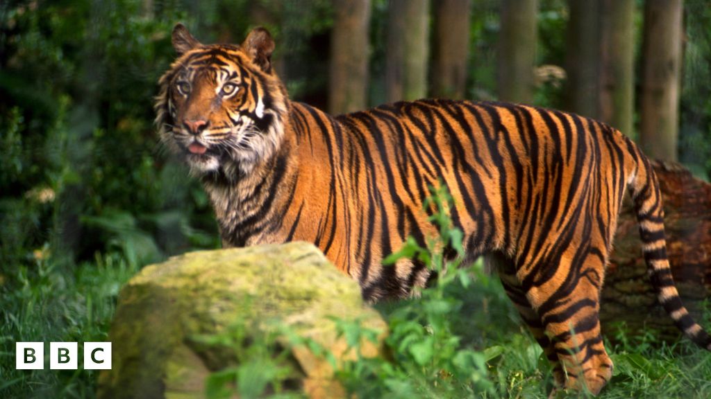 Tigers: There are 40% more wild tigers than previously thought - BBC ...