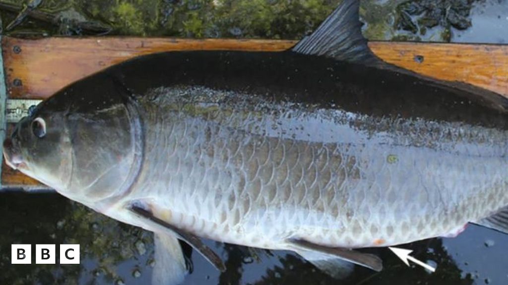 Is this the oldest fish ever found? - BBC Newsround