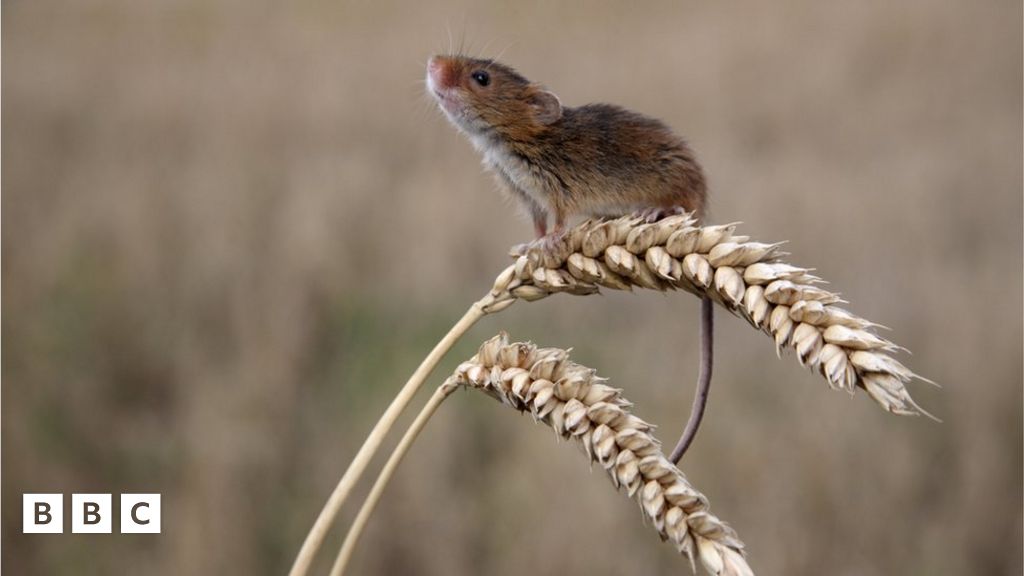 The first National Harvest Mouse Survey is a success - BBC Newsround