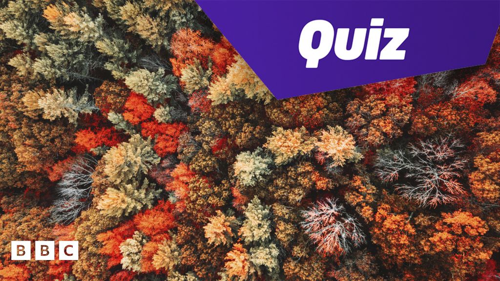 Quiz: Do you know your autumn leaves? - BBC Newsround