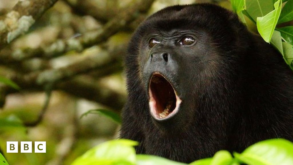 Howler monkeys use play to avoid conflict, says study - BBC Newsround