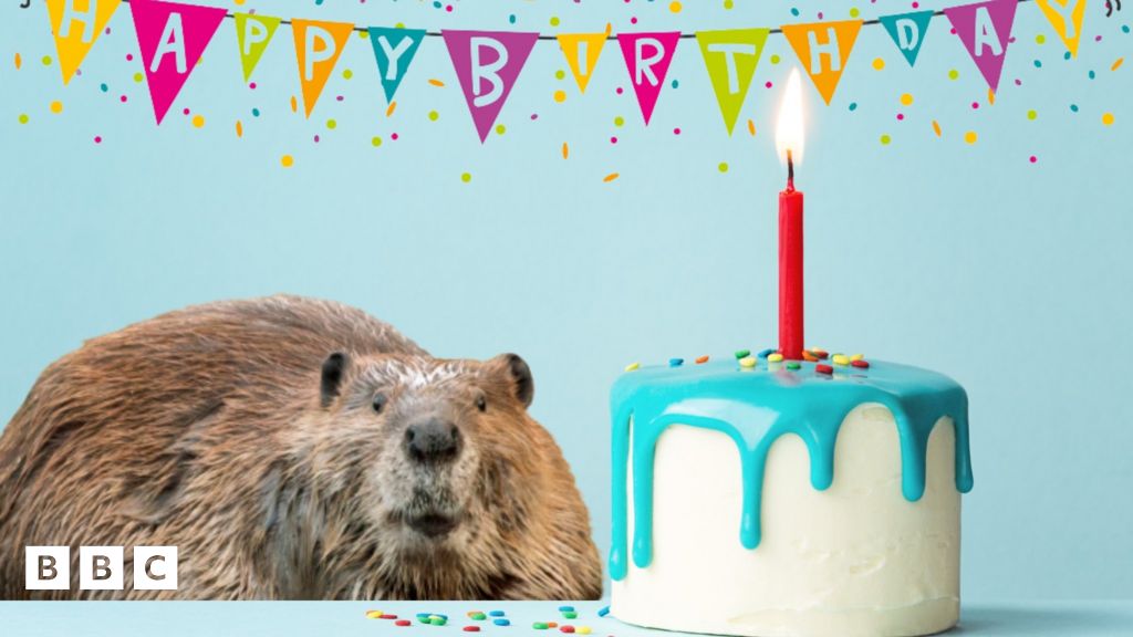 Rashford: The first baby beaver born on Exmoor for 400 years turns one ...