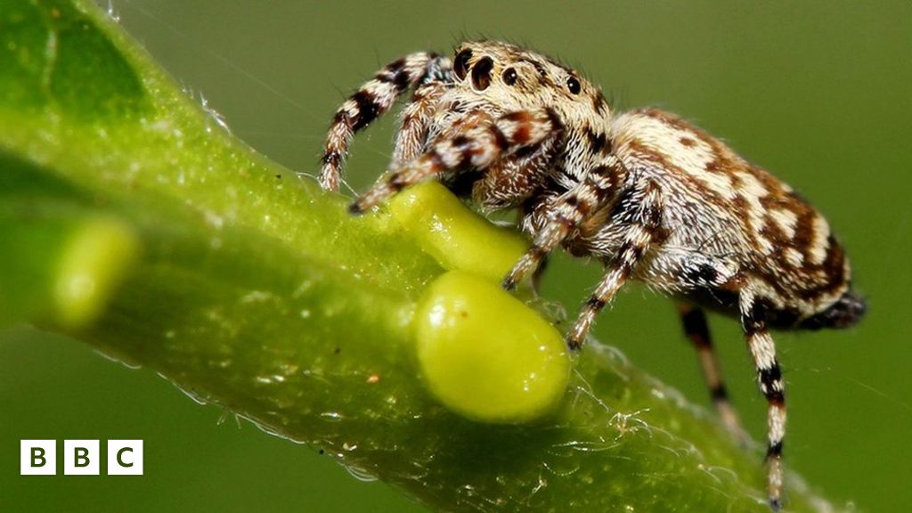 Meet the spiders who like to eat plants - BBC Newsround