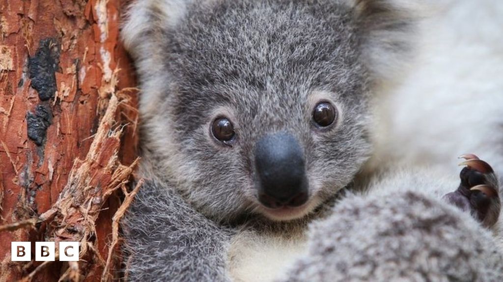 Australia's koala numbers have dropped by almost 30% in three years ...