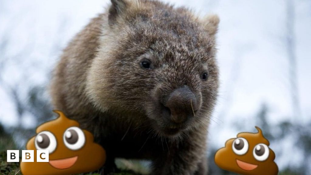 Wombats discovered to have cube-shaped poo - BBC Newsround