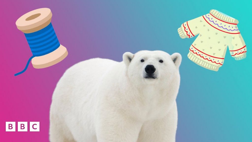 New cosy clothes inspired by polar bear fur - BBC Newsround