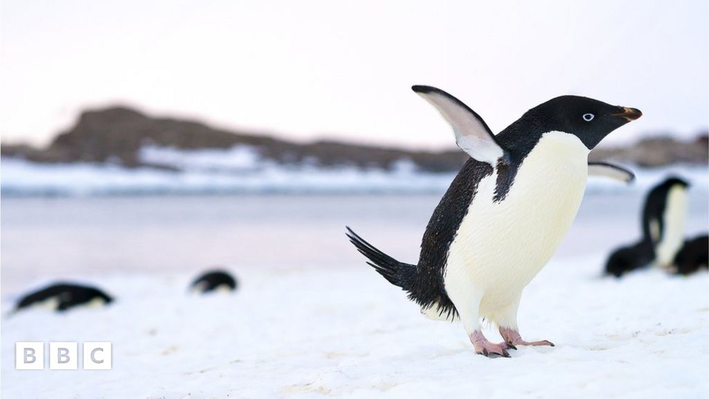 Penguin Awareness Day: How can we protect penguins? - BBC Newsround