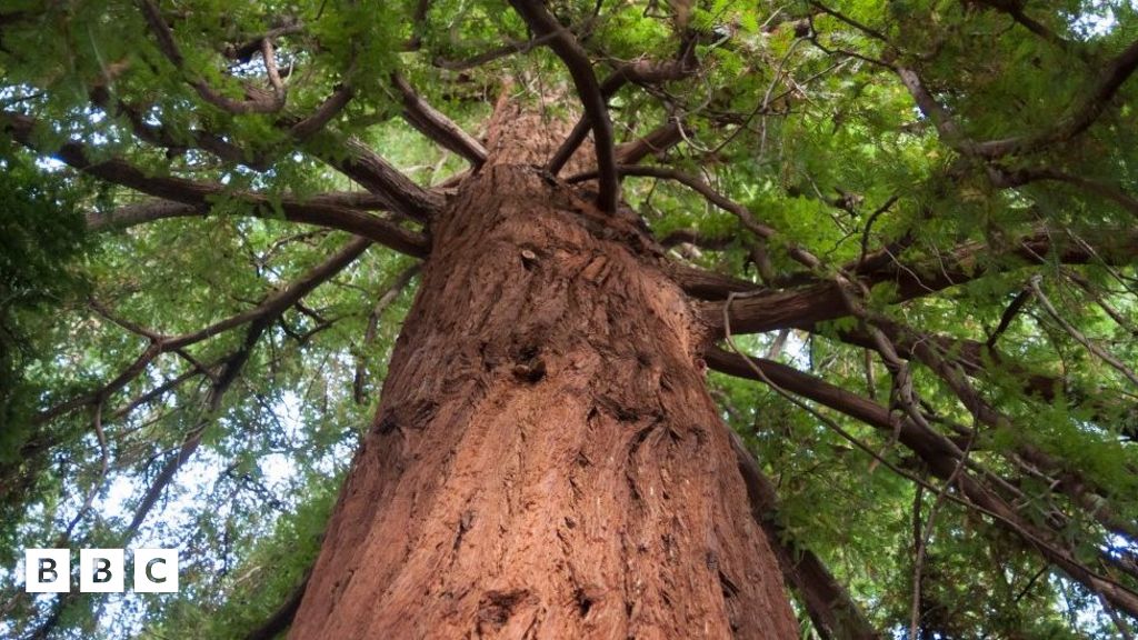 Where are the tallest trees in the world? - BBC Newsround