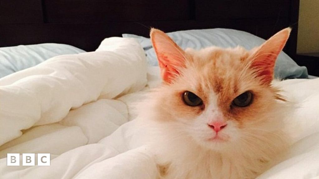 Is this the new Grumpy Cat? - BBC Newsround