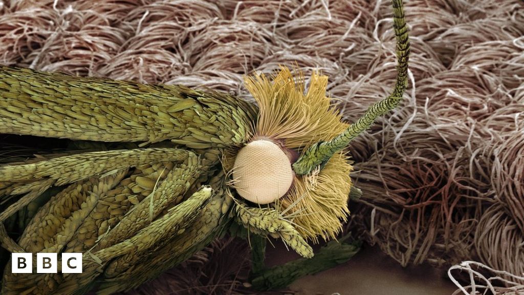 Five facts about the menace of munching moths - BBC Newsround