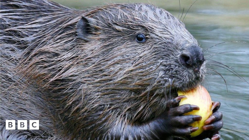 Wildlife: Largest release of beavers in England - BBC Newsround