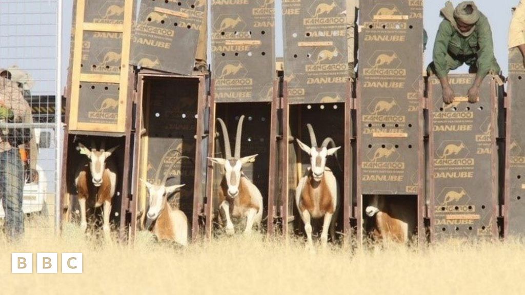 Antelope species no longer extinct in wild after conservation efforts ...
