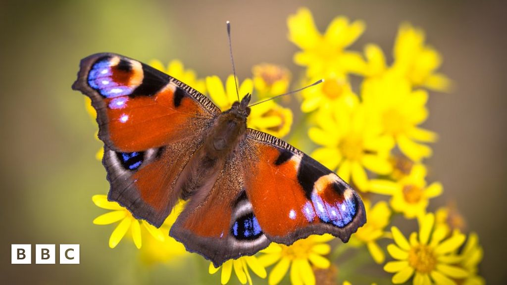 Big Butterfly Count: Chris Packham's tips on how to take part - BBC ...