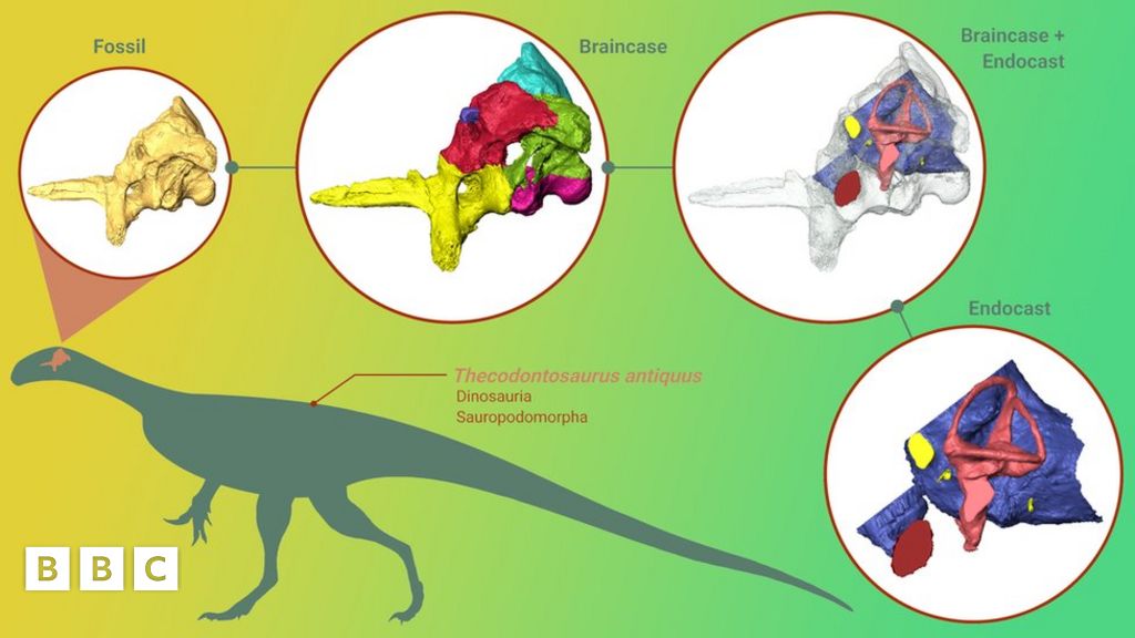 Dinosaurs: Scientists have digitally rebuilt a dino brain! - BBC Newsround