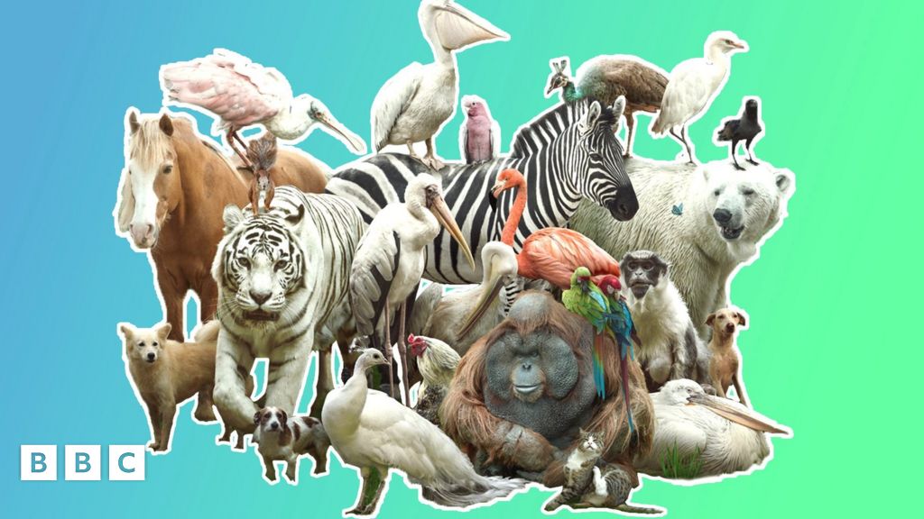 Coronavirus: How are UK zoos managing in lockdown? - BBC Newsround