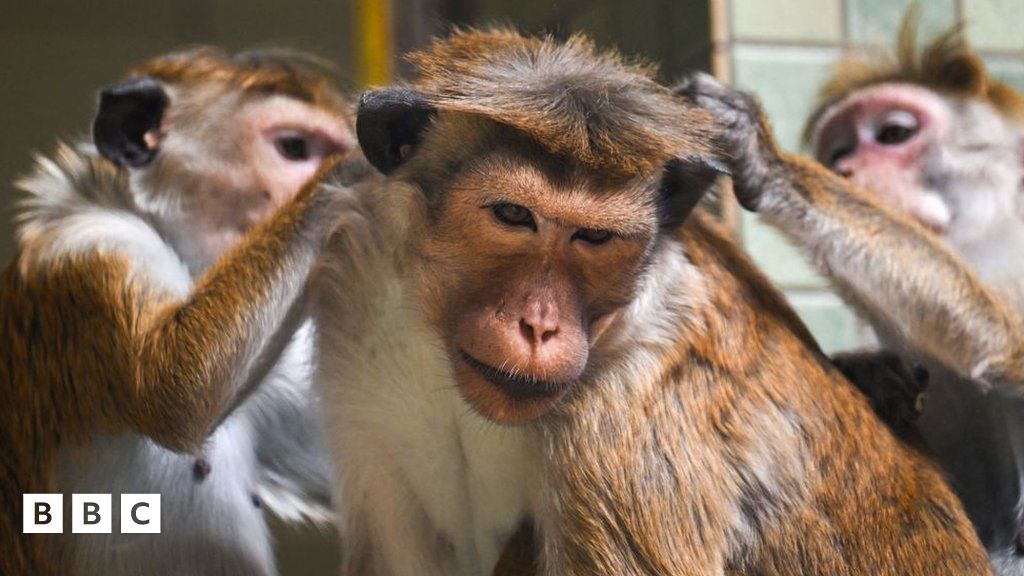 How friendly monkeys who are more social are healthier - BBC Newsround