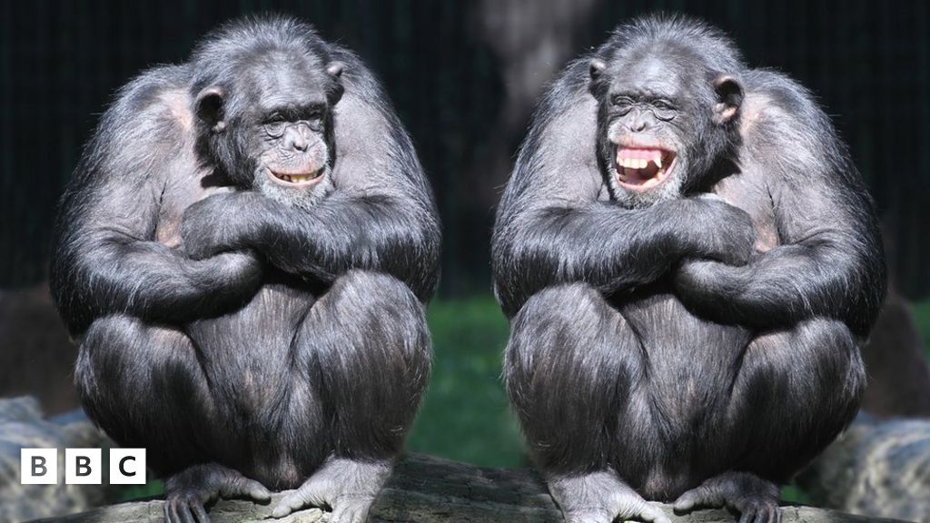 Wildlife: Apes say hello and goodbye just like humans do! - BBC Newsround