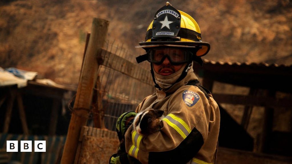 Chile wildfires: Firefighters battle huge forest fires - BBC Newsround
