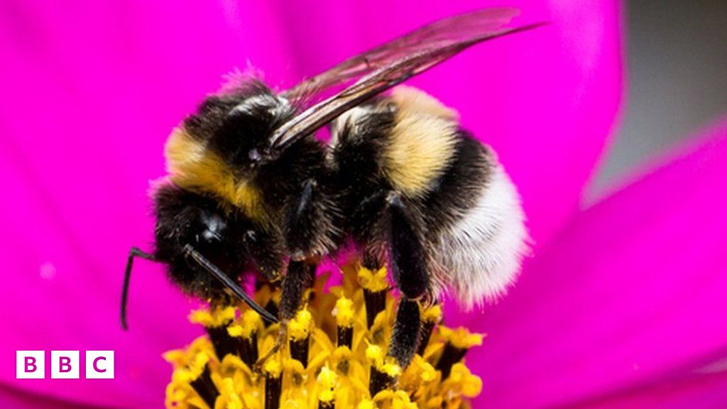 World Bee Day 2024: What's all the buzz about? - BBC Newsround