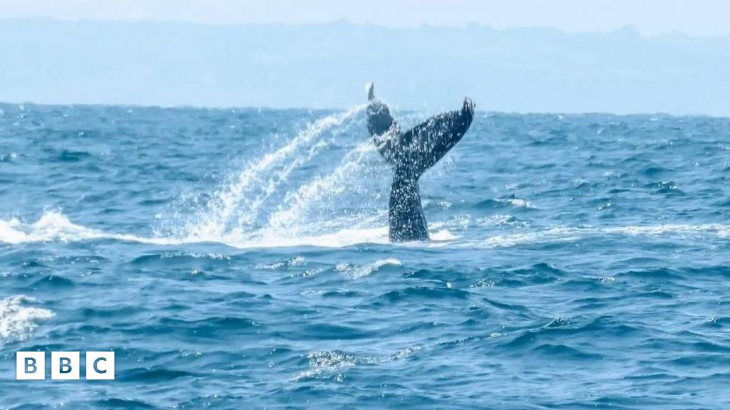 Humpback whale: Rare whale spotted off the coast of UK! - BBC Newsround