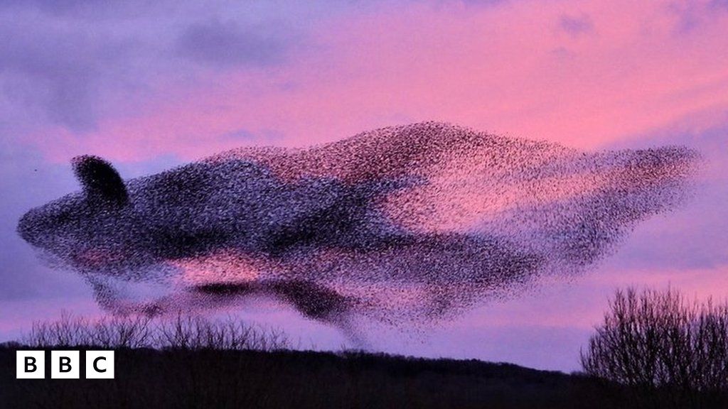 Starlings in shape of whale captured on camera in Lancashire - BBC ...
