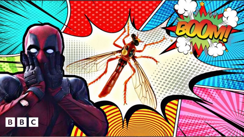 Superhero fly named after Deadpool and Thor - BBC Newsround