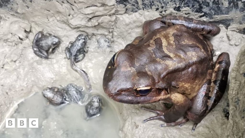 London Zoo: Mountain chicken froglets growing happily in new enclosure ...