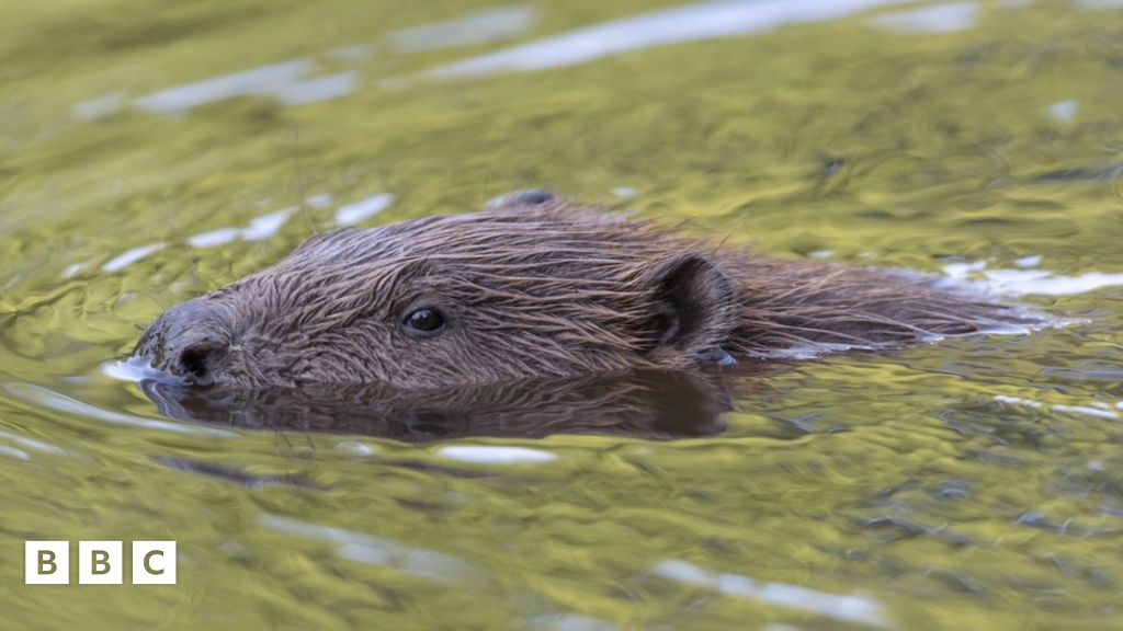 Wildlife: Beavers set to return to Hampshire for the first time in 400 ...