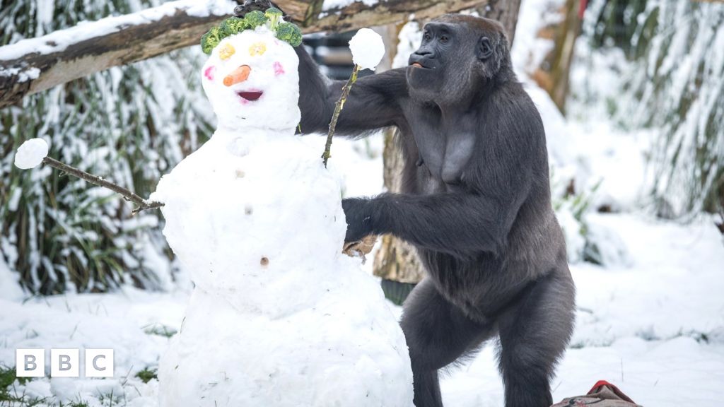 Wildlife: These zoo animals have been playing in the snow - BBC Newsround